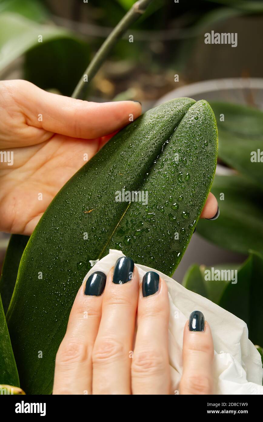 Young woman cultivating flowers. Woman caring for house plant orchid ...