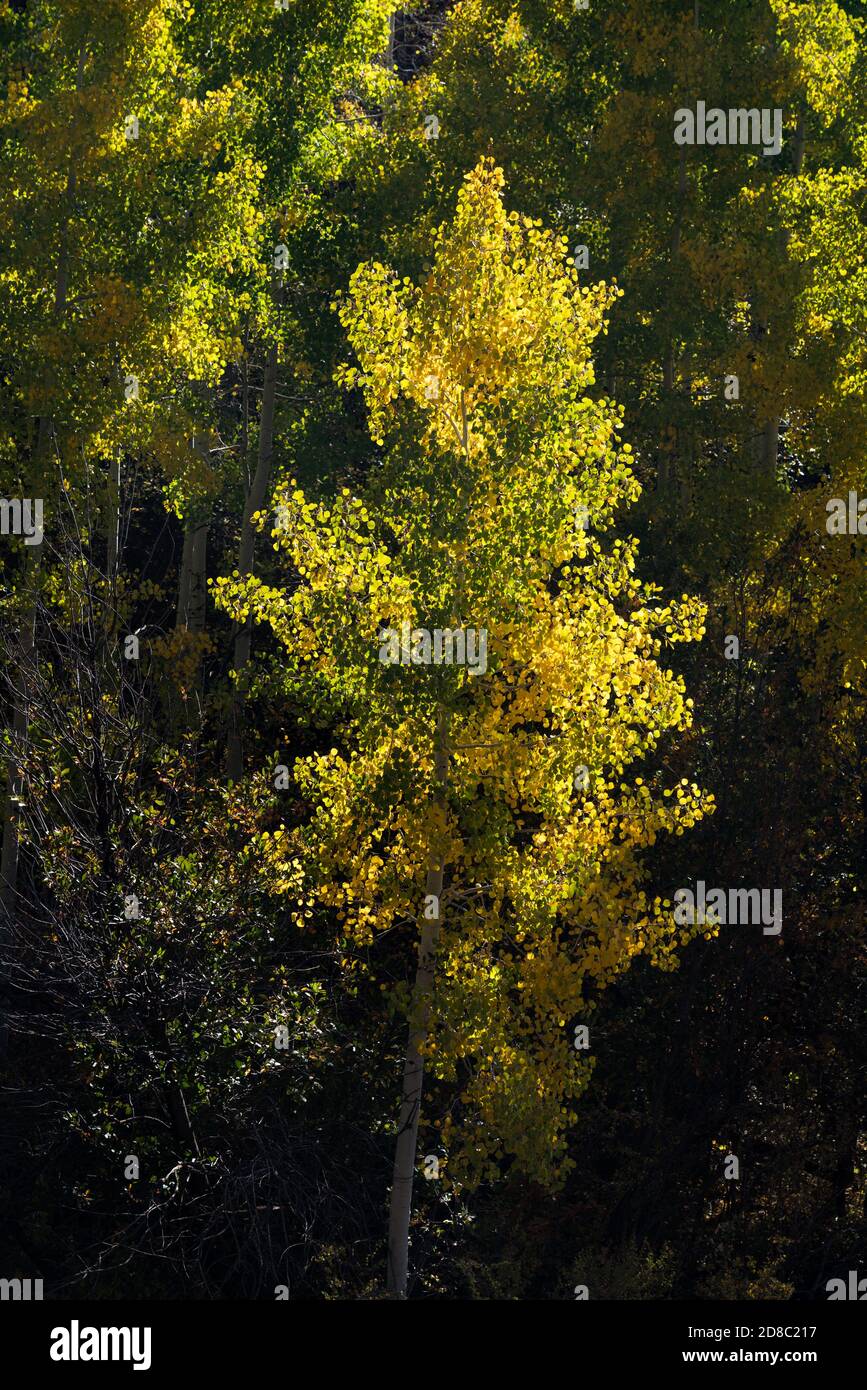 A quaking aspen tree in fall colors in the Manti-La Sal National Forest ...
