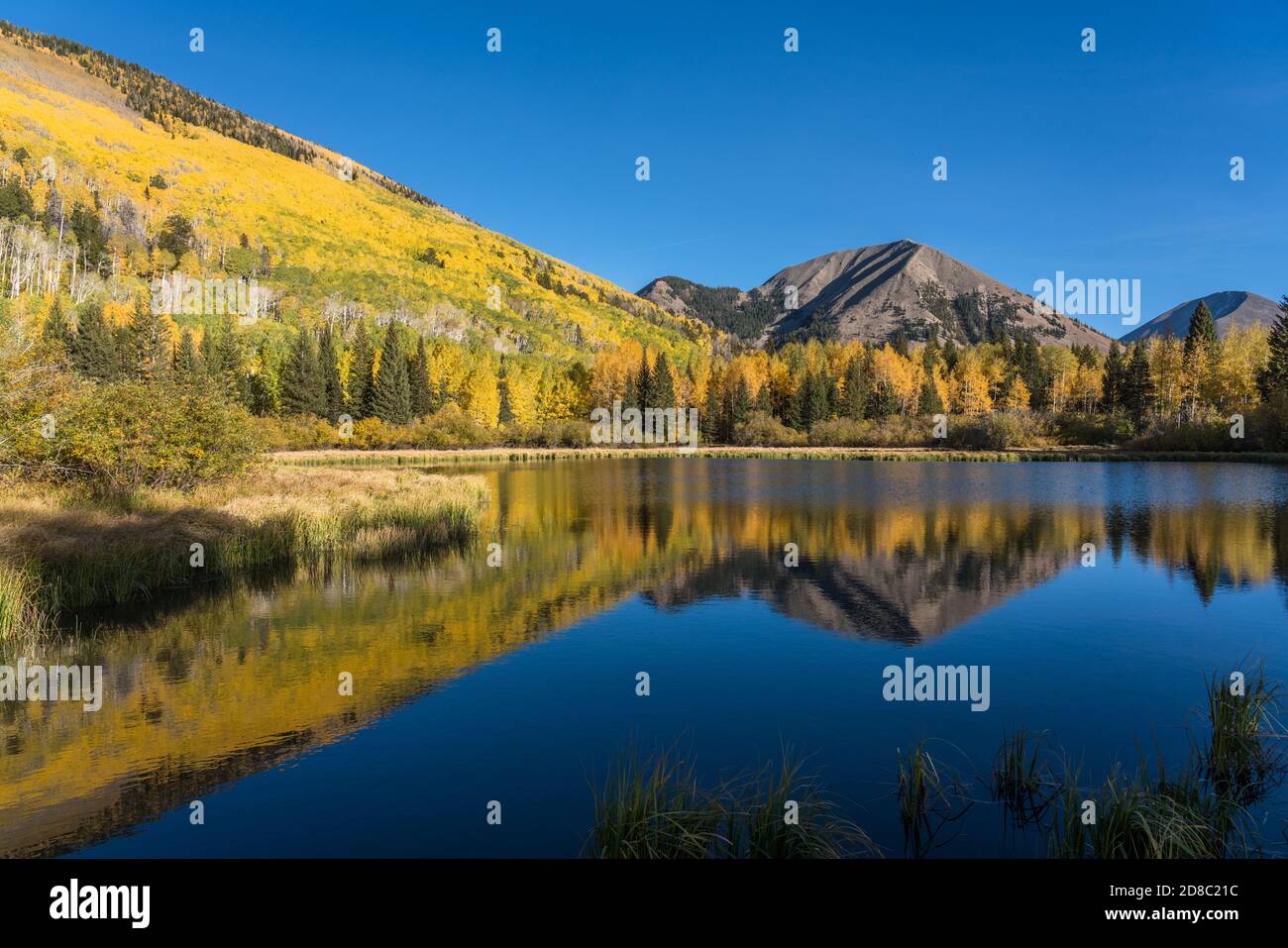Quaking aspen trees in fall colors reflected in Warner Lake in the ...