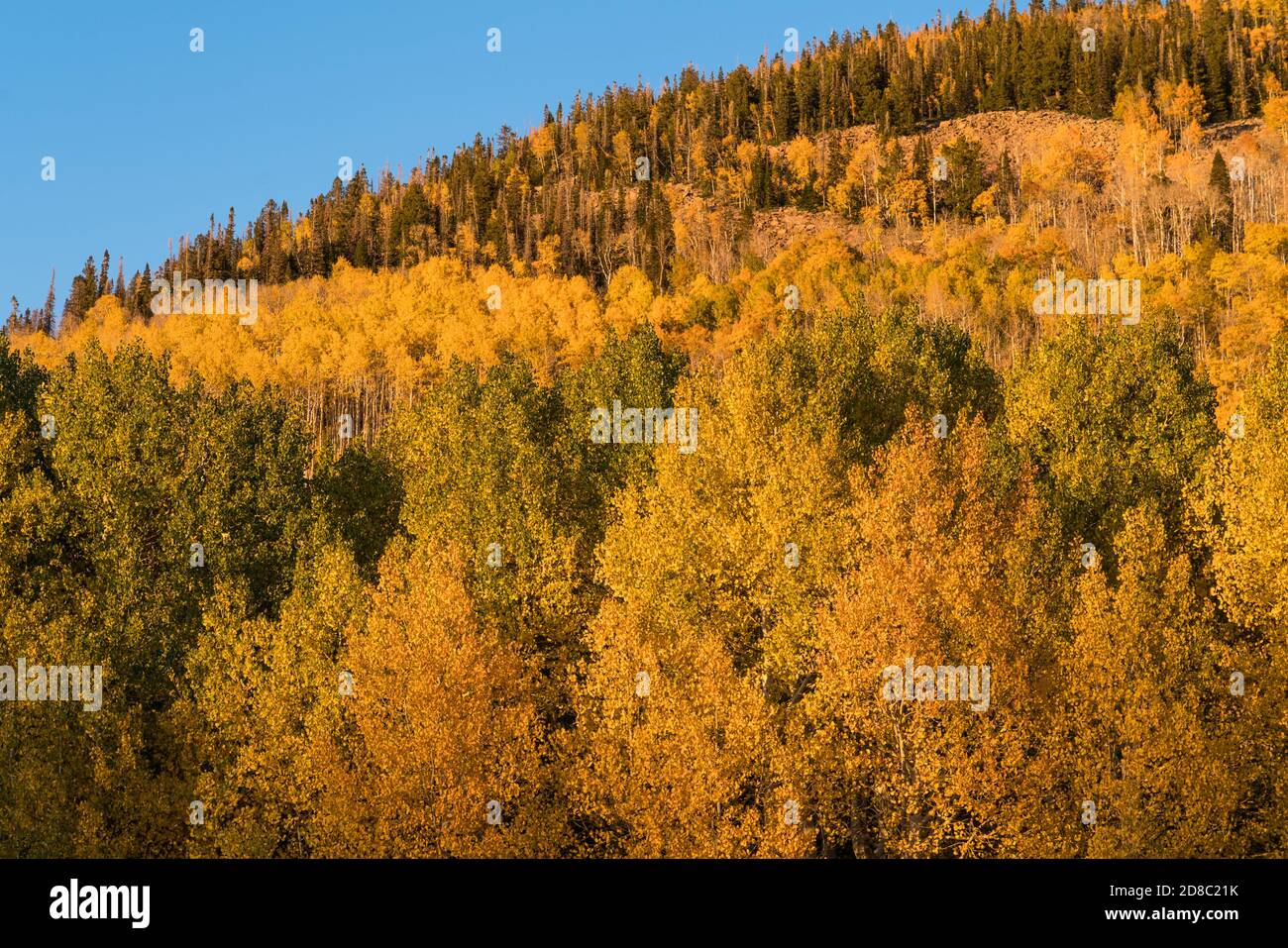 Quaking aspen trees in fall colors in the Manti-La Sal National Forest ...