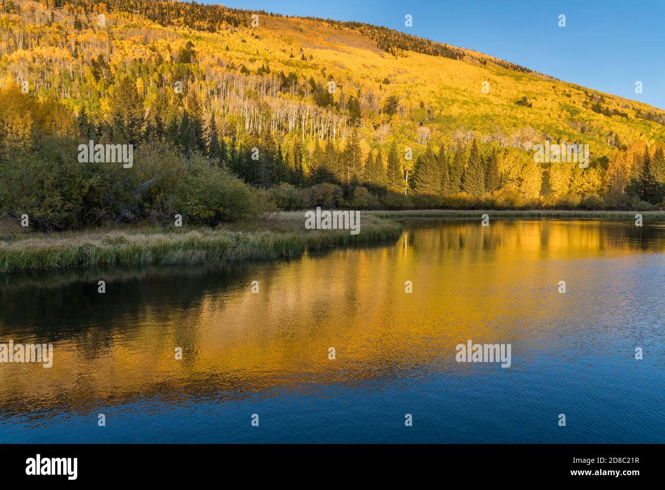 Quaking aspen trees in fall colors reflected in Warner Lake in the ...