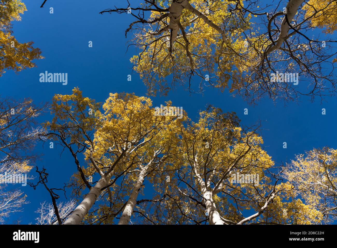 Quaking aspen trees in fall colors in the Manti-La Sal National Forest ...
