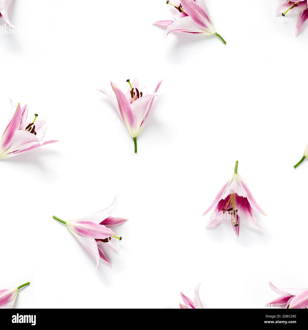 seamless pattern of Lily flower bloom. Lily flowers over white ...