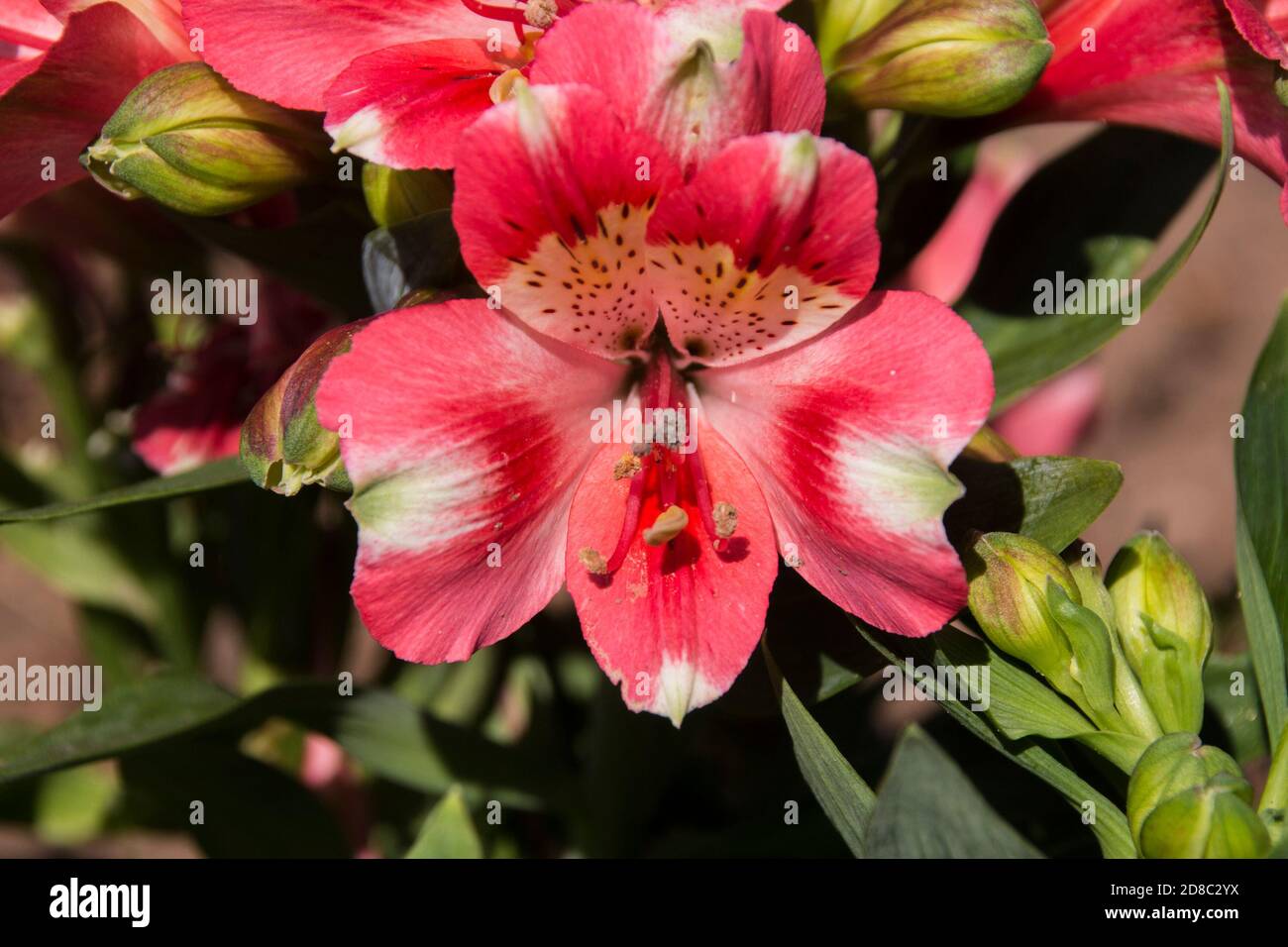 Inca lily hi-res stock photography and images - Alamy