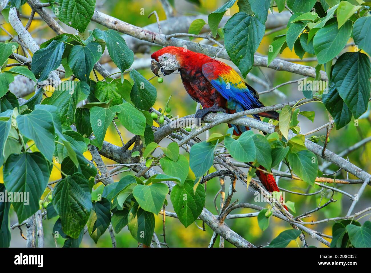 Scarlet macaw (Ara macao) eating fruit in a tree, Costa Rica Stock ...