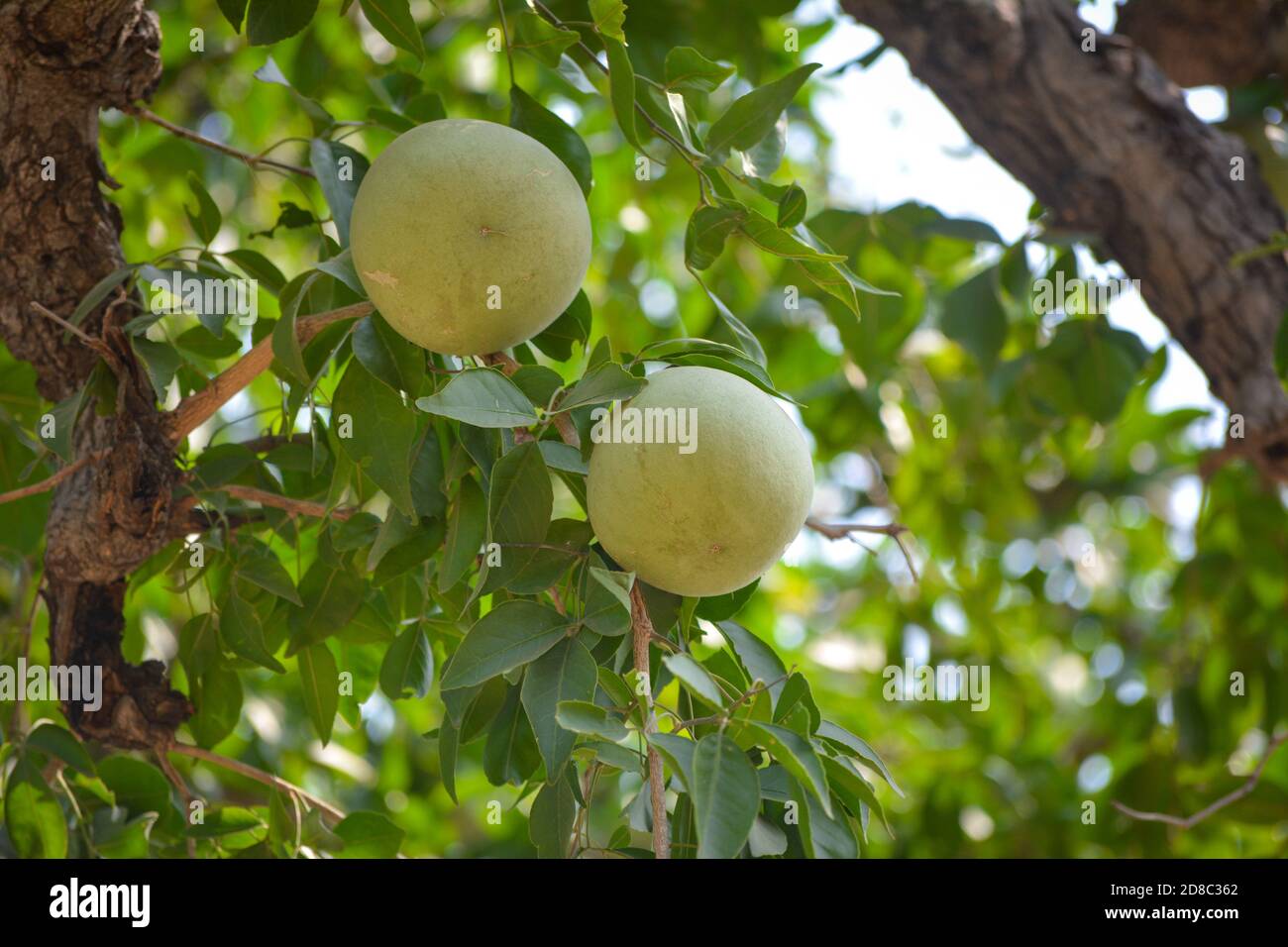 Bael Tree 200,000+ Free Bael Tree & Tree Images Pixabay