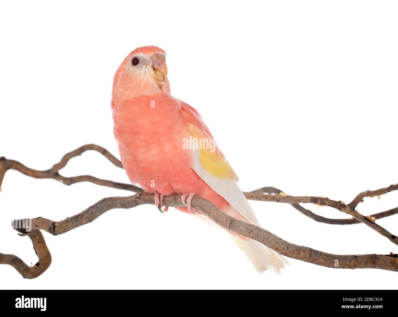 Bourke parrot in front of white background Stock Photo - Alamy