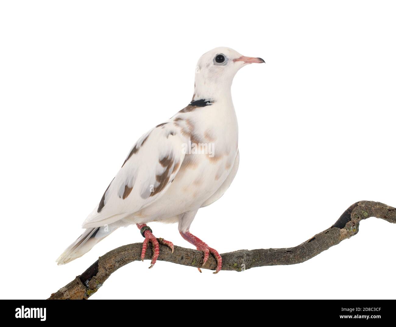 African collared dove in front of white background Stock Photo - Alamy