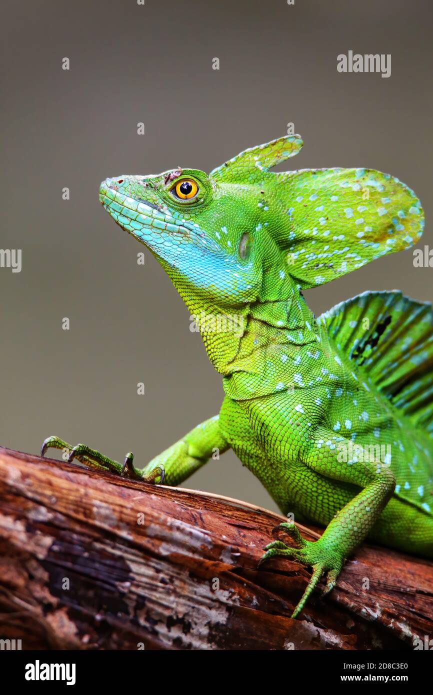Male plumed basilisk (Basiliscus plumifrons) sitting on a log, Costa ...