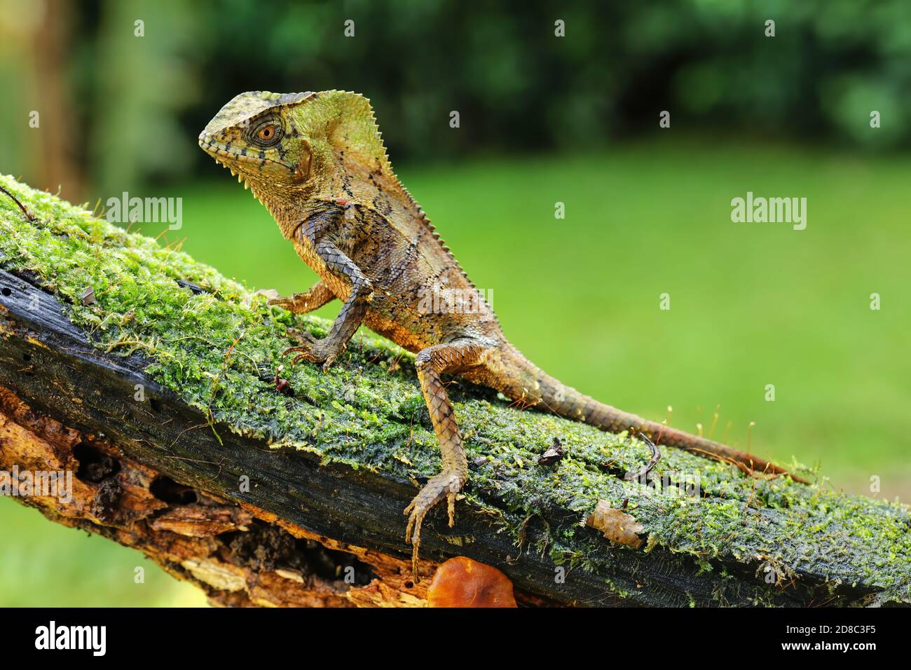 Smooth helmeted iguana corytophanes cristatus hi-res stock photography ...