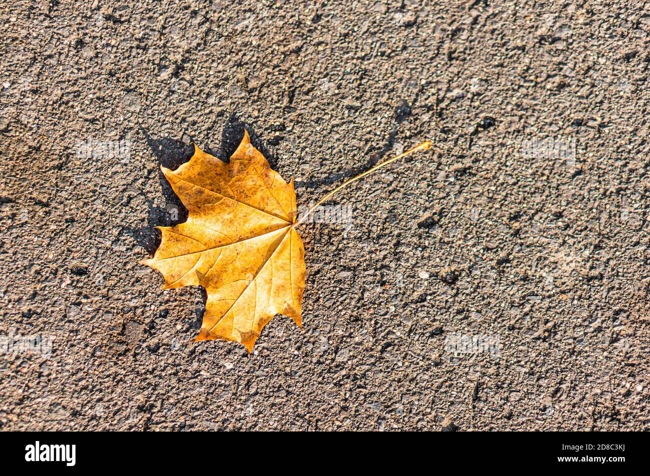 Top view closeup shot of a yellow maple leaf on the asphalt on a sunny ...