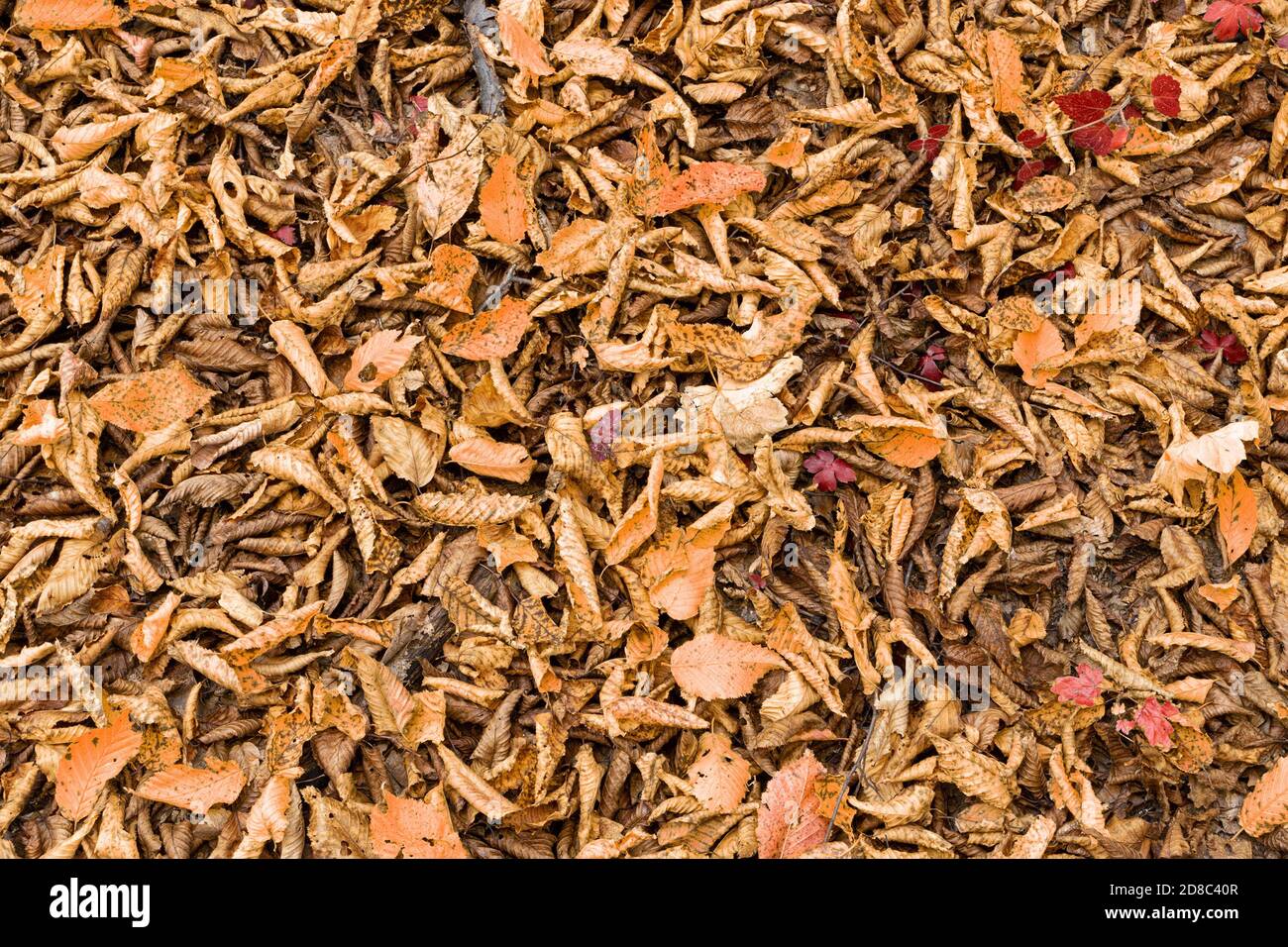 textured natural leaf cover in autumn, backdrop for your design Stock ...