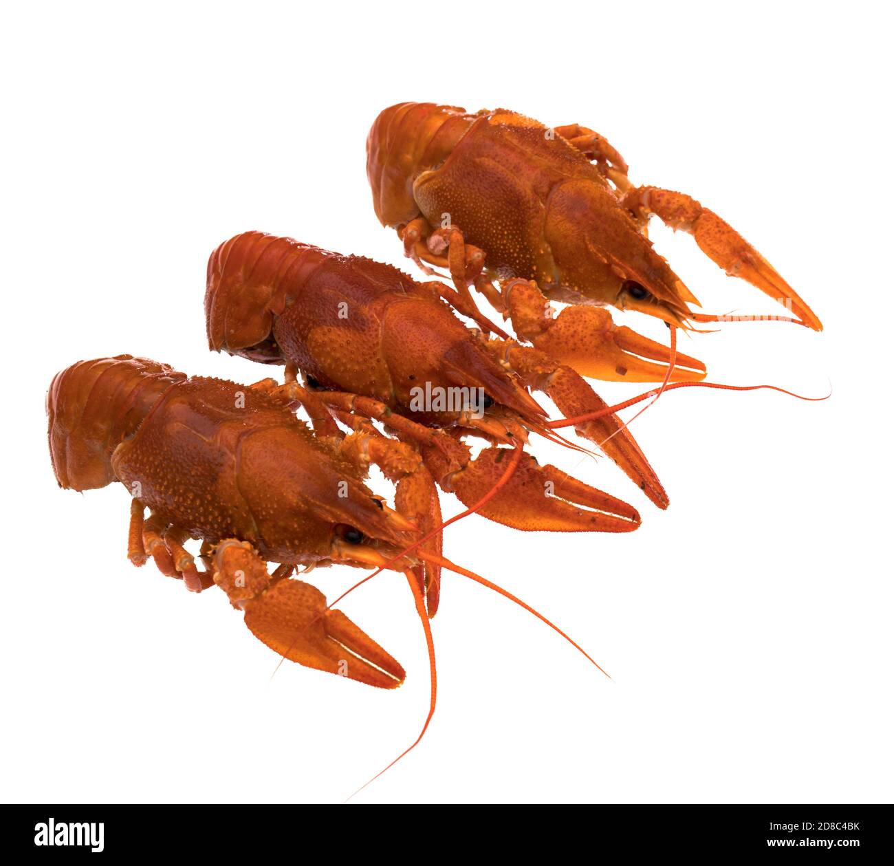 Three crayfish, cooked, red, on a white background, isolated Stock ...