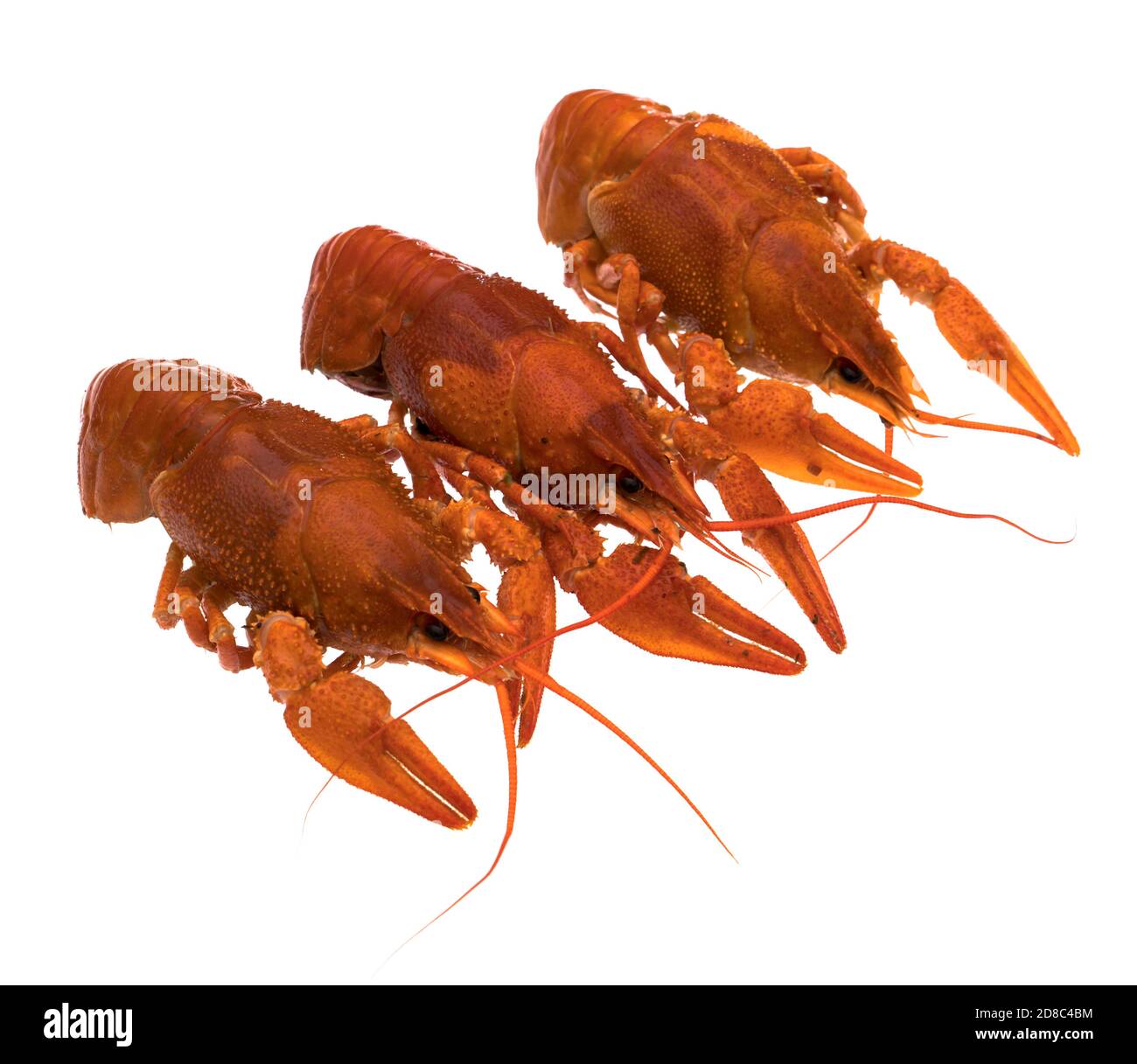 Three crayfish, cooked, red, on a white background, isolated Stock ...