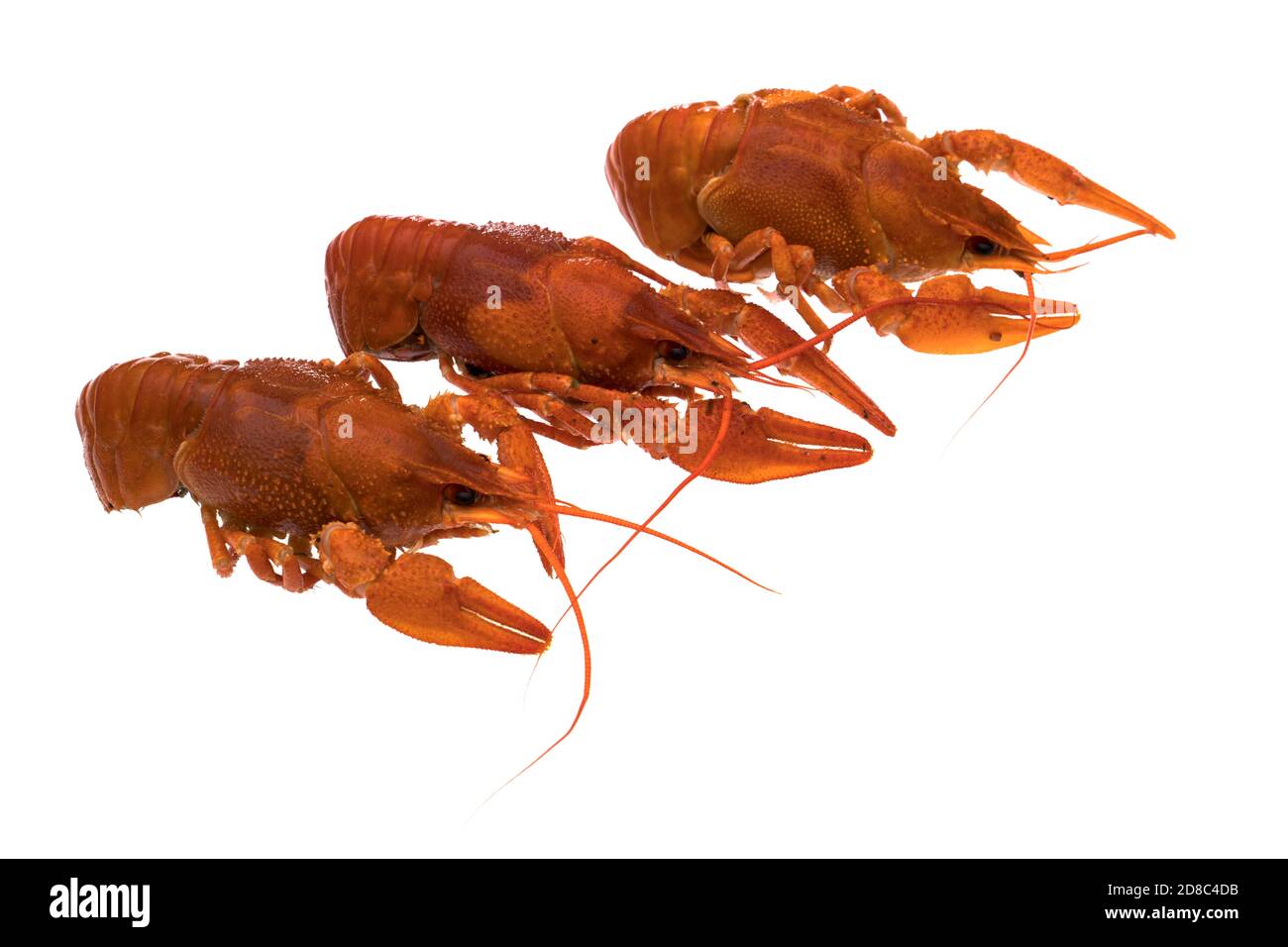 Three crayfish, cooked, red, on a white background, isolated Stock ...