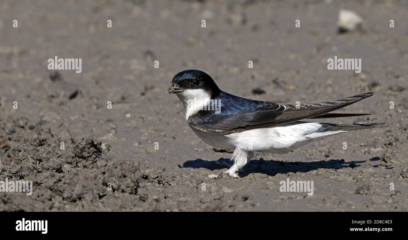 Common house martin mud hi-res stock photography and images - Alamy