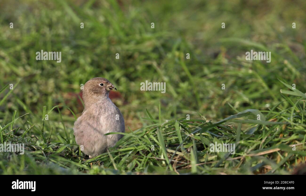 Mongolian finch hi-res stock photography and images - Alamy