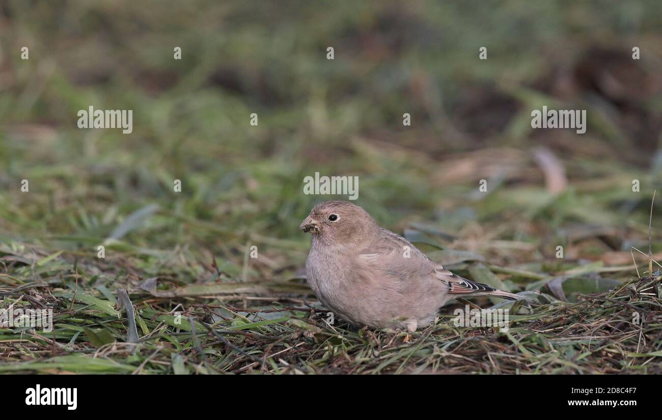 Mongolian finch, foraging on ground Stock Photo - Alamy