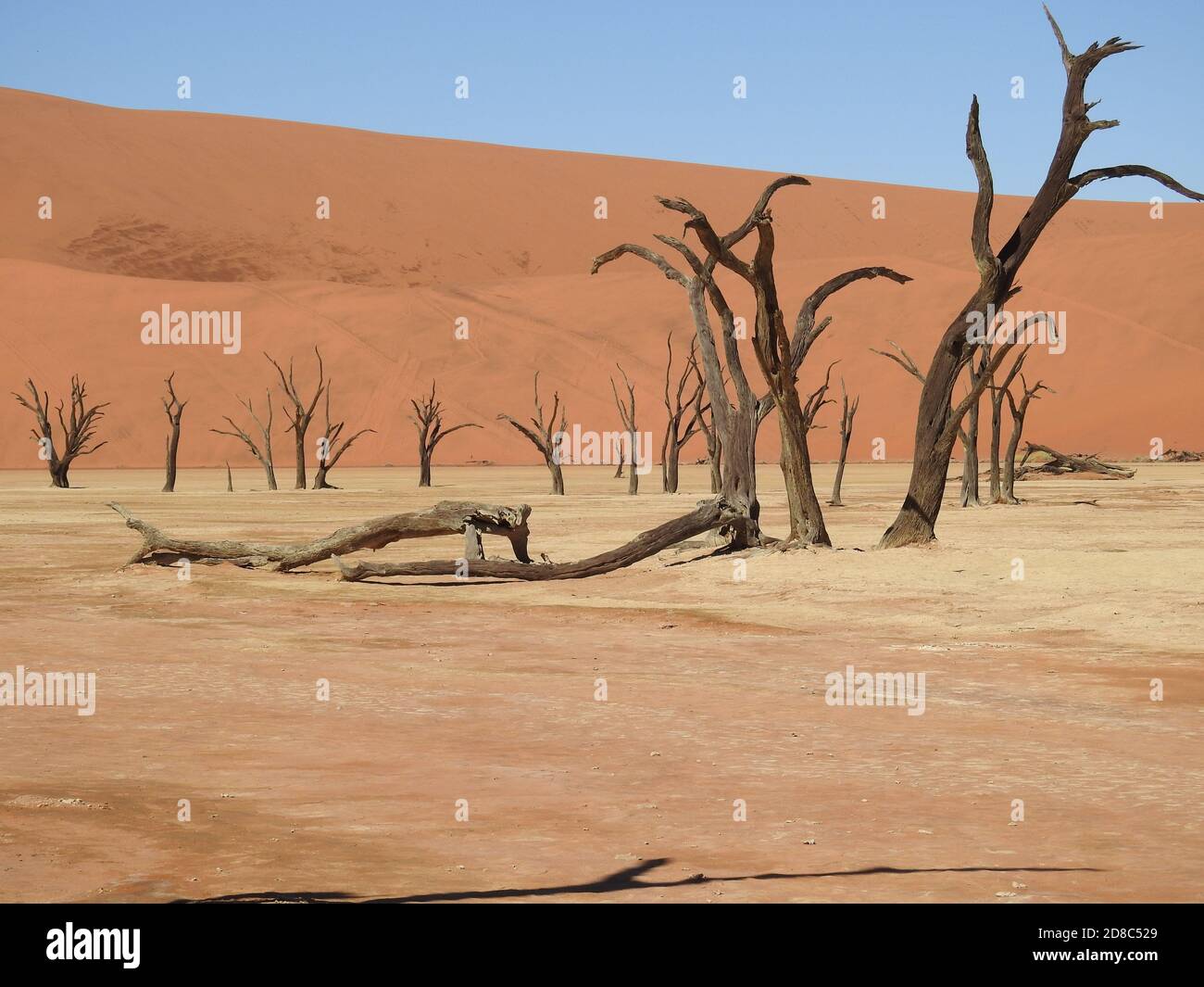 Dead trees in a desert in Deadvlei, Namibia, Africa Stock Photo - Alamy