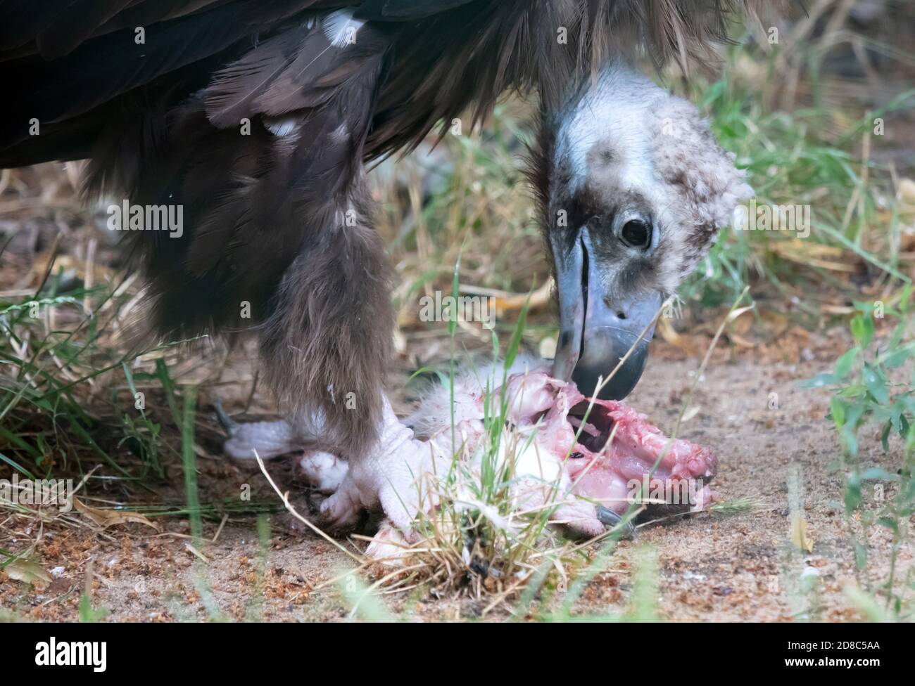 Big vulture eating raw meat, torn in pieces Stock Photo - Alamy