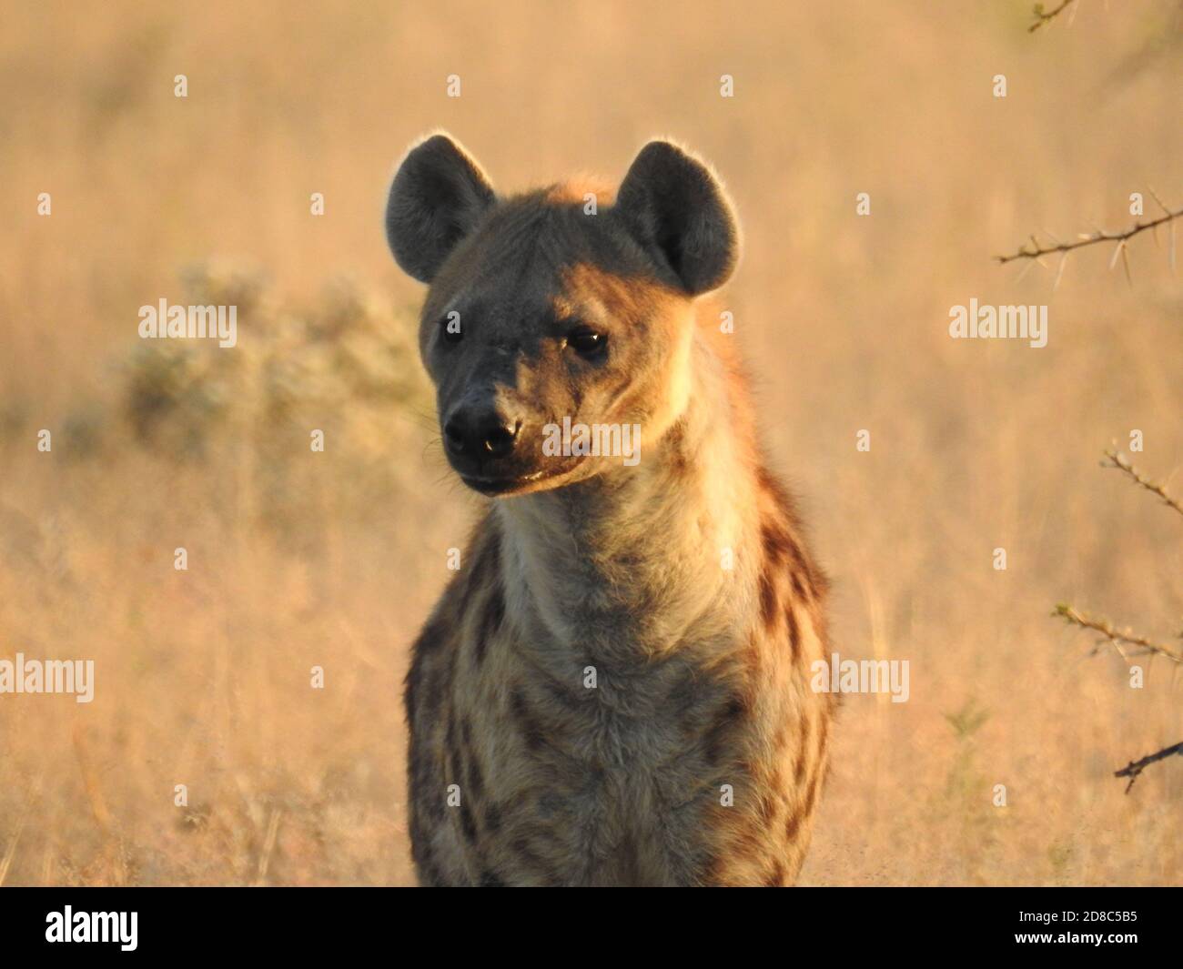 Portrait of a spotted hyena in the Etosha National Park in Namibia ...