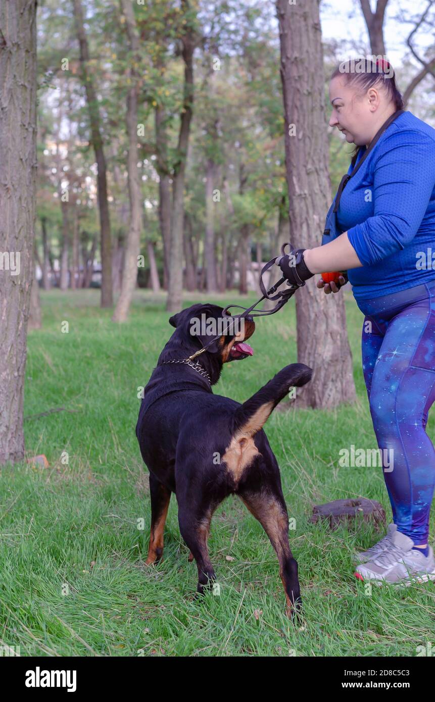 An adult woman walks on leash his dog Rottweiler breed. Owner wears ...