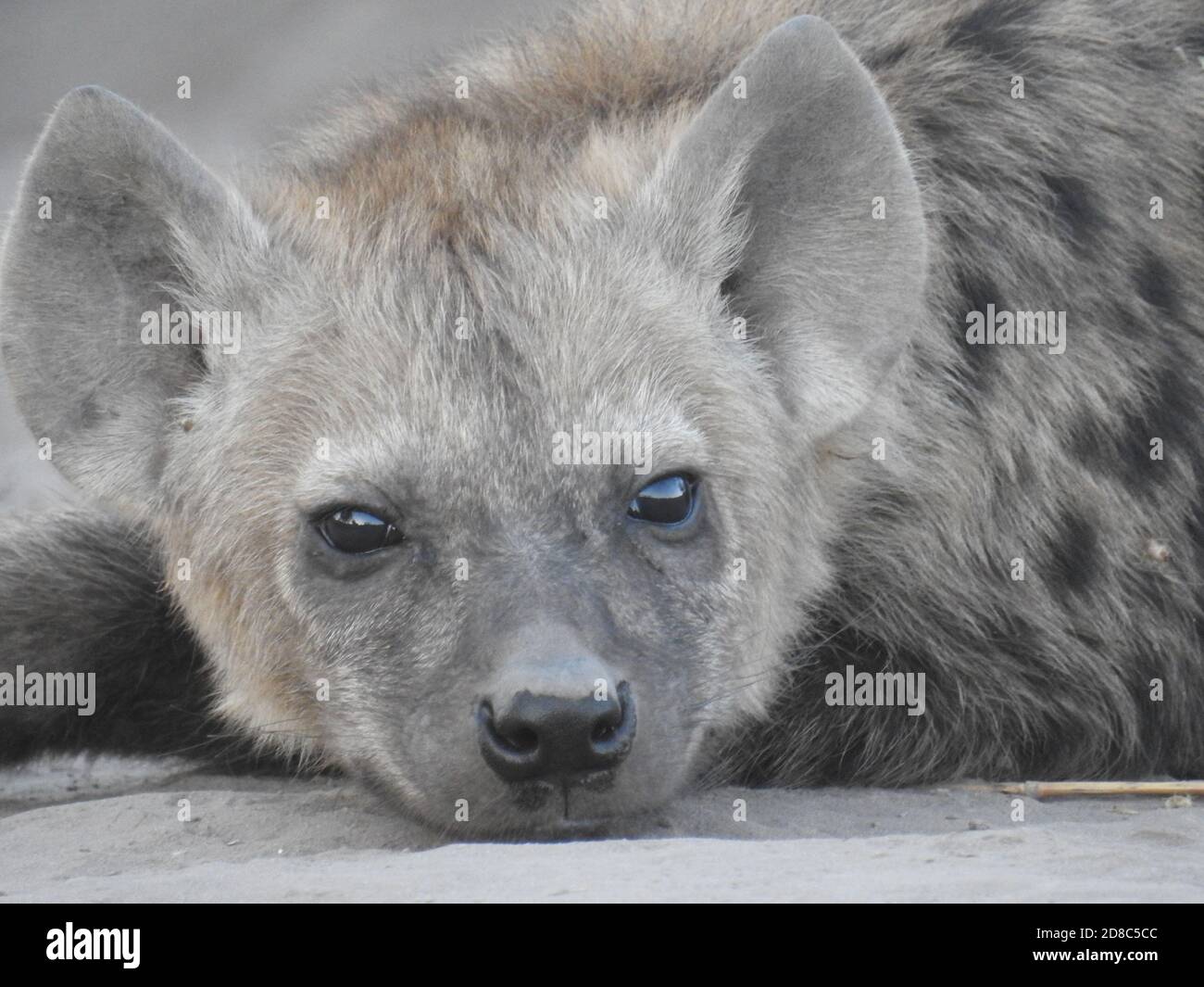 Portrait of a spotted hyena in the Etosha National park in Namibia ...