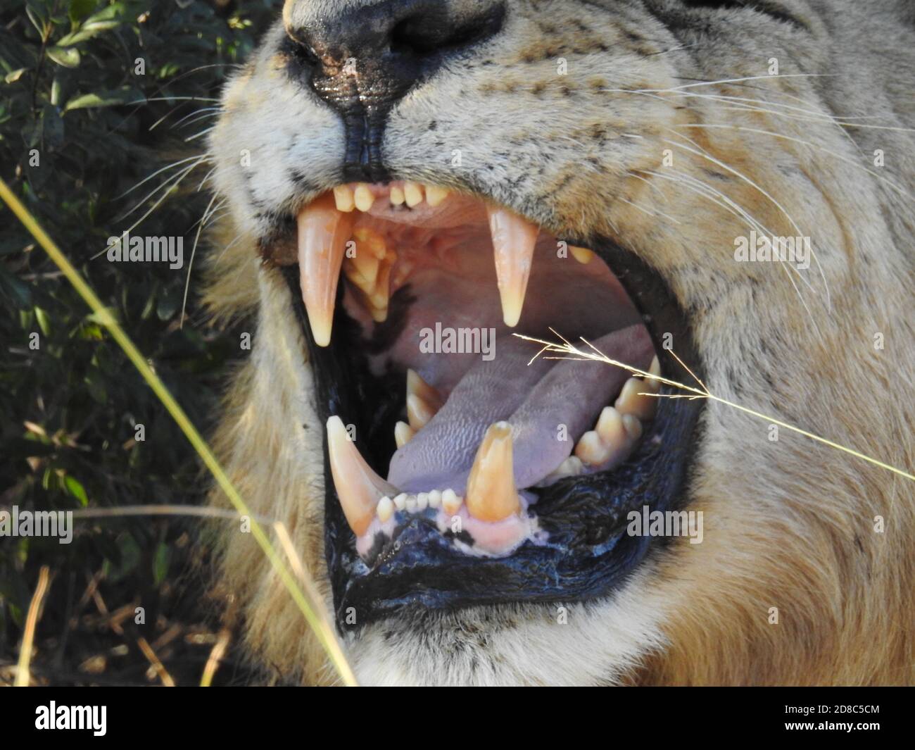 Portrait of a lion with huge fangs in the Etosha National park in ...