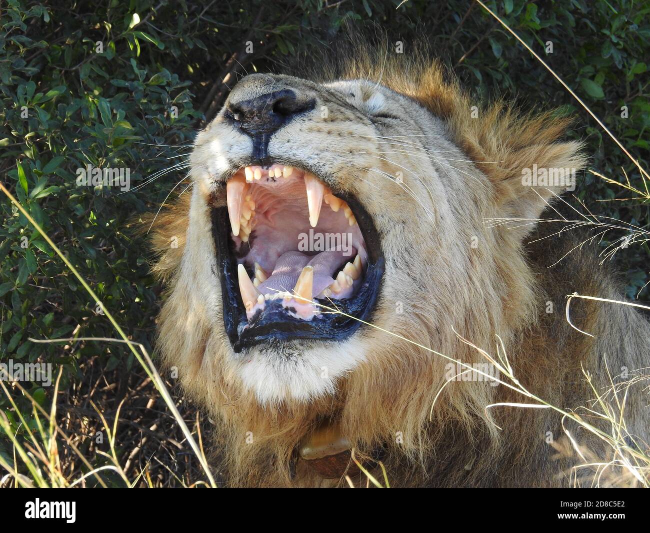 Portrait lion huge fangs hi-res stock photography and images - Alamy