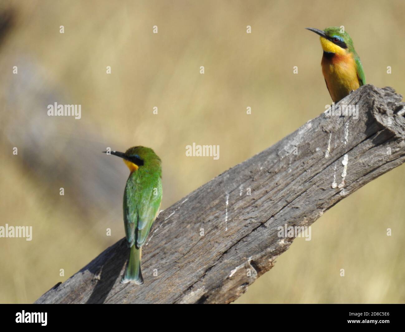 Africa namibia african bee eaters hi-res stock photography and images ...