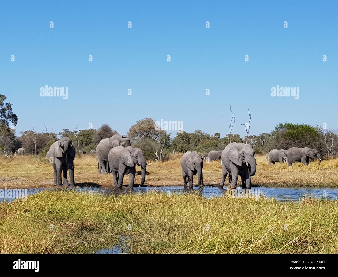 Elephants in the National Park in Namibia, Africa Stock Photo - Alamy
