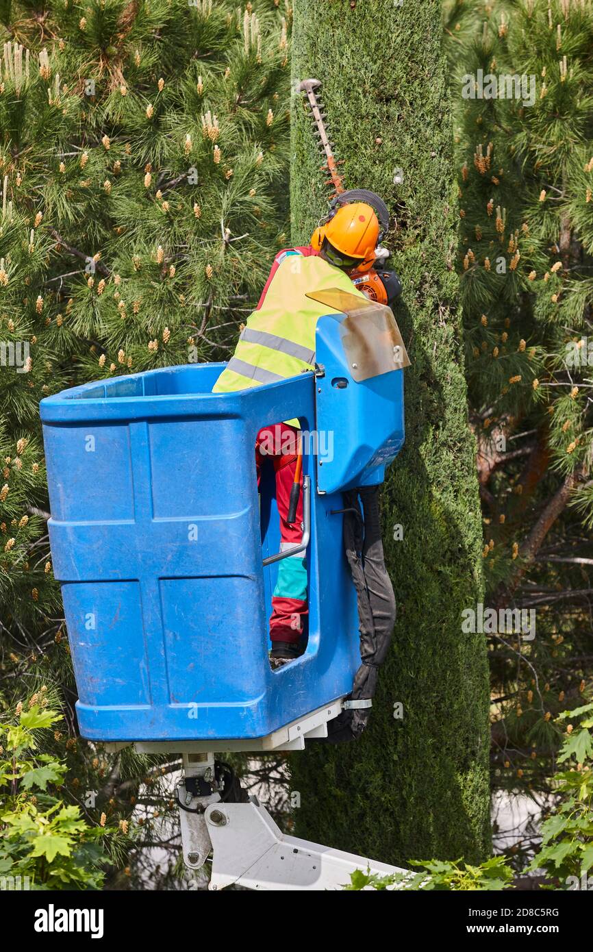 Gardener pruning a cypress on a crane. Seasonal trees maintenance Stock ...