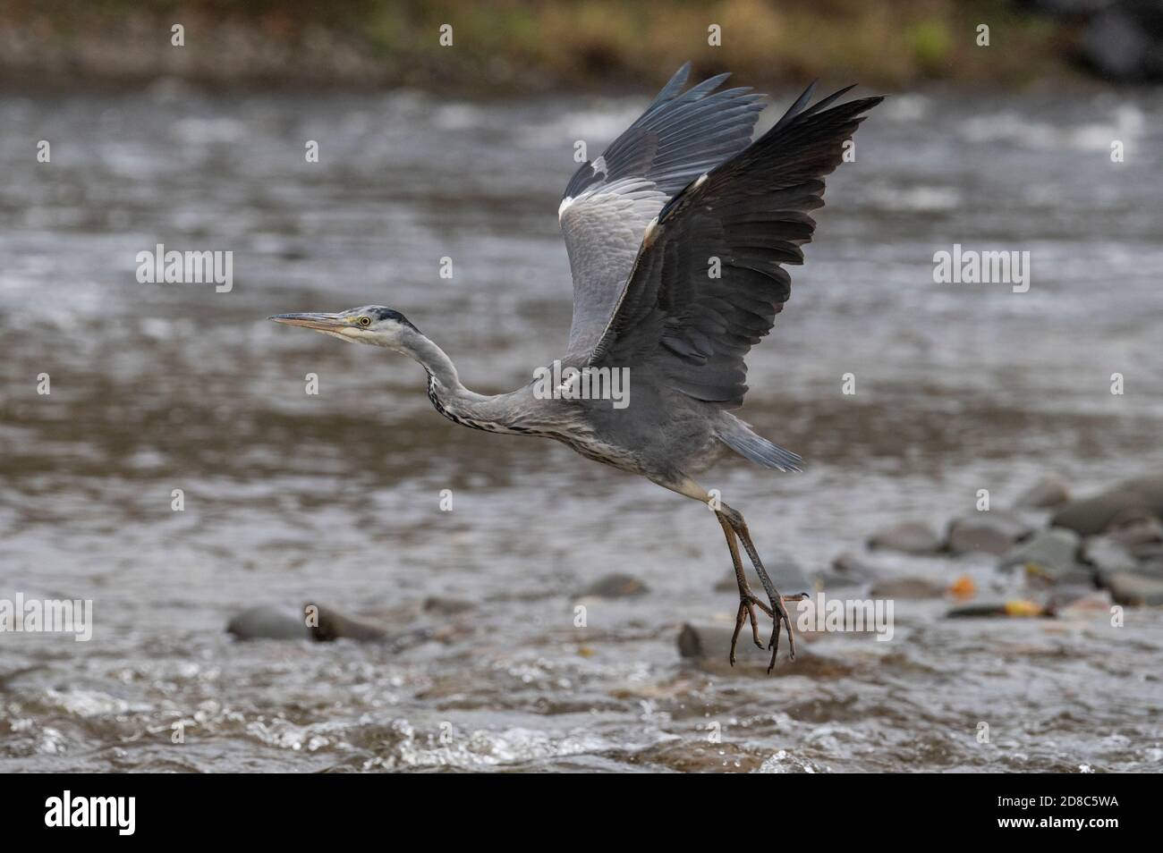 Philiphaugh Salmon Vewing Centre. Ettrick Water , Selkirk, Scottish ...