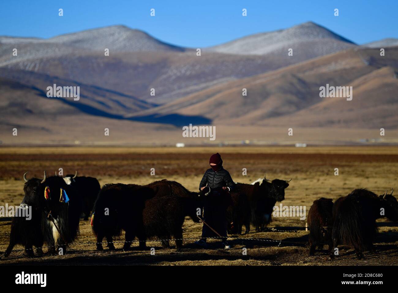 Yak 28 hi-res stock photography and images - Alamy