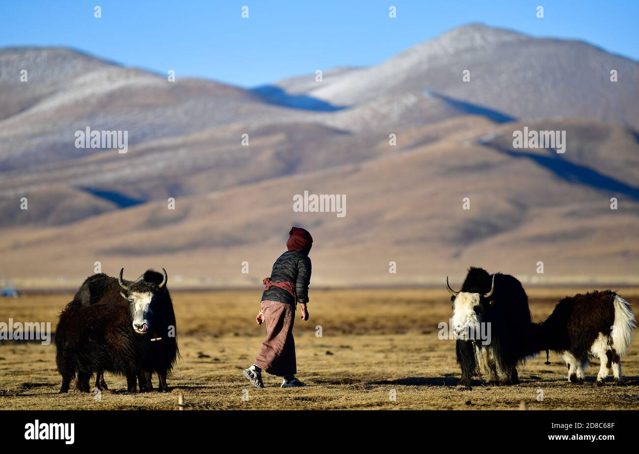 Yak 28 hi-res stock photography and images - Alamy