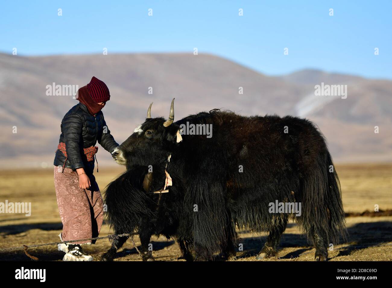 Yak 28 hi-res stock photography and images - Alamy