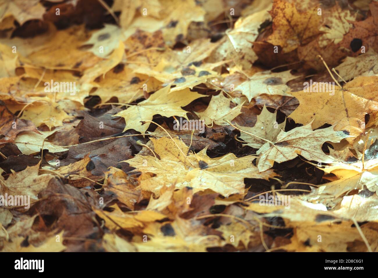 fallen leaves on the ground in the park in autumn for background or ...