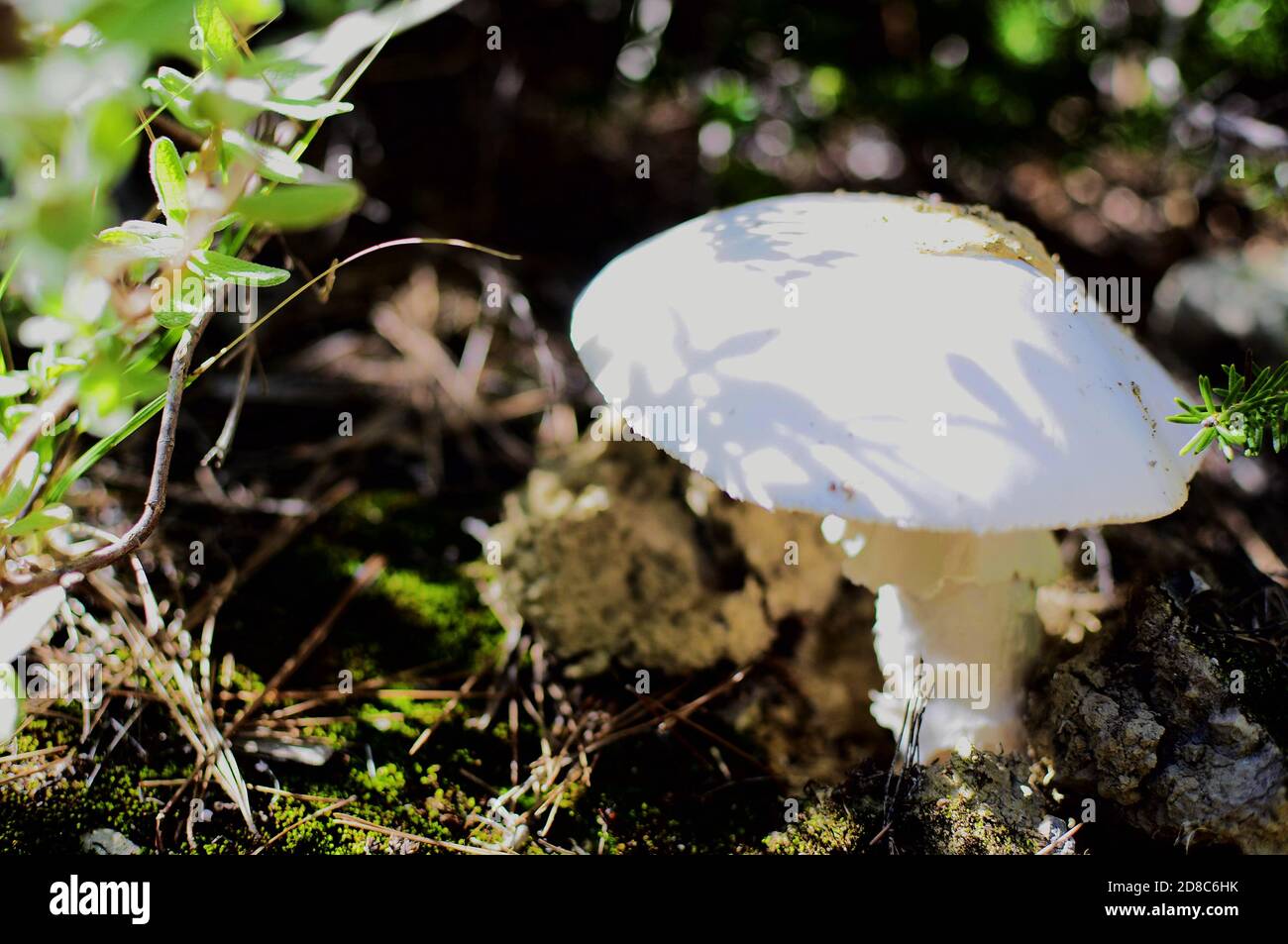 Closeup shot of white fungi growing on the forest floor Stock Photo - Alamy