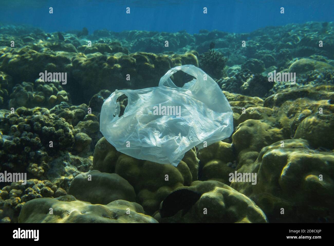 Used white plastic bag slowly drifting underwater over coral reef in ...
