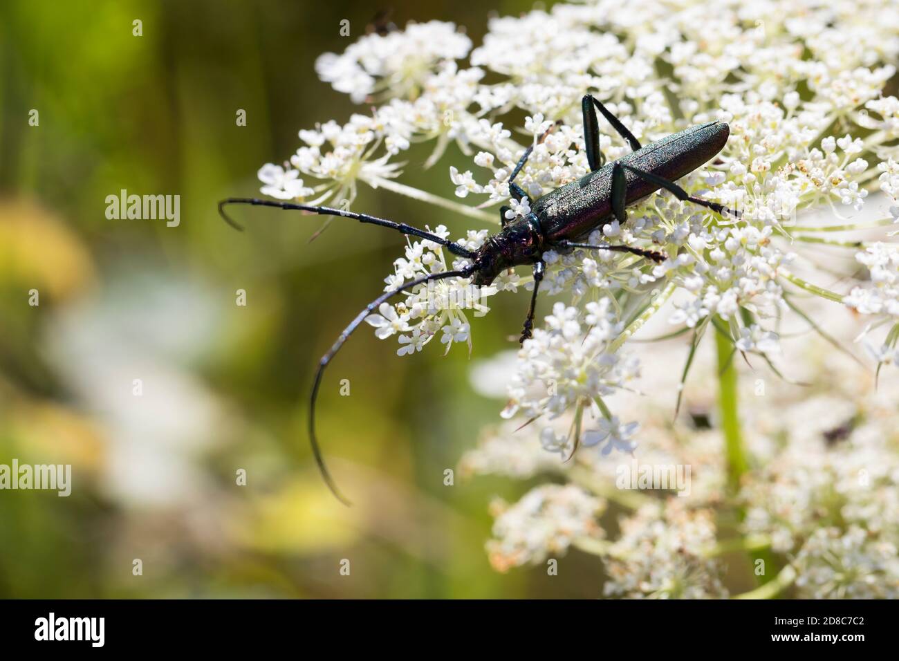 Moschusbock, Moschus-Bock, Moschusbockkäfer, Moschus-Bockkäfer ...