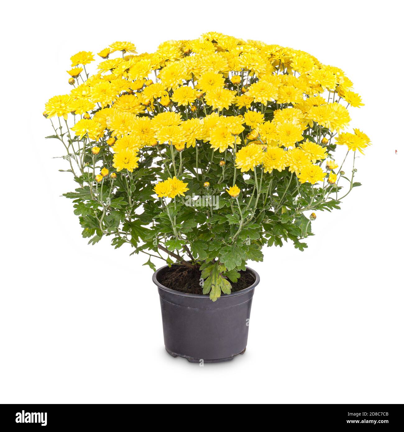 Pot mums chrysanthemum hi-res stock photography and images - Alamy