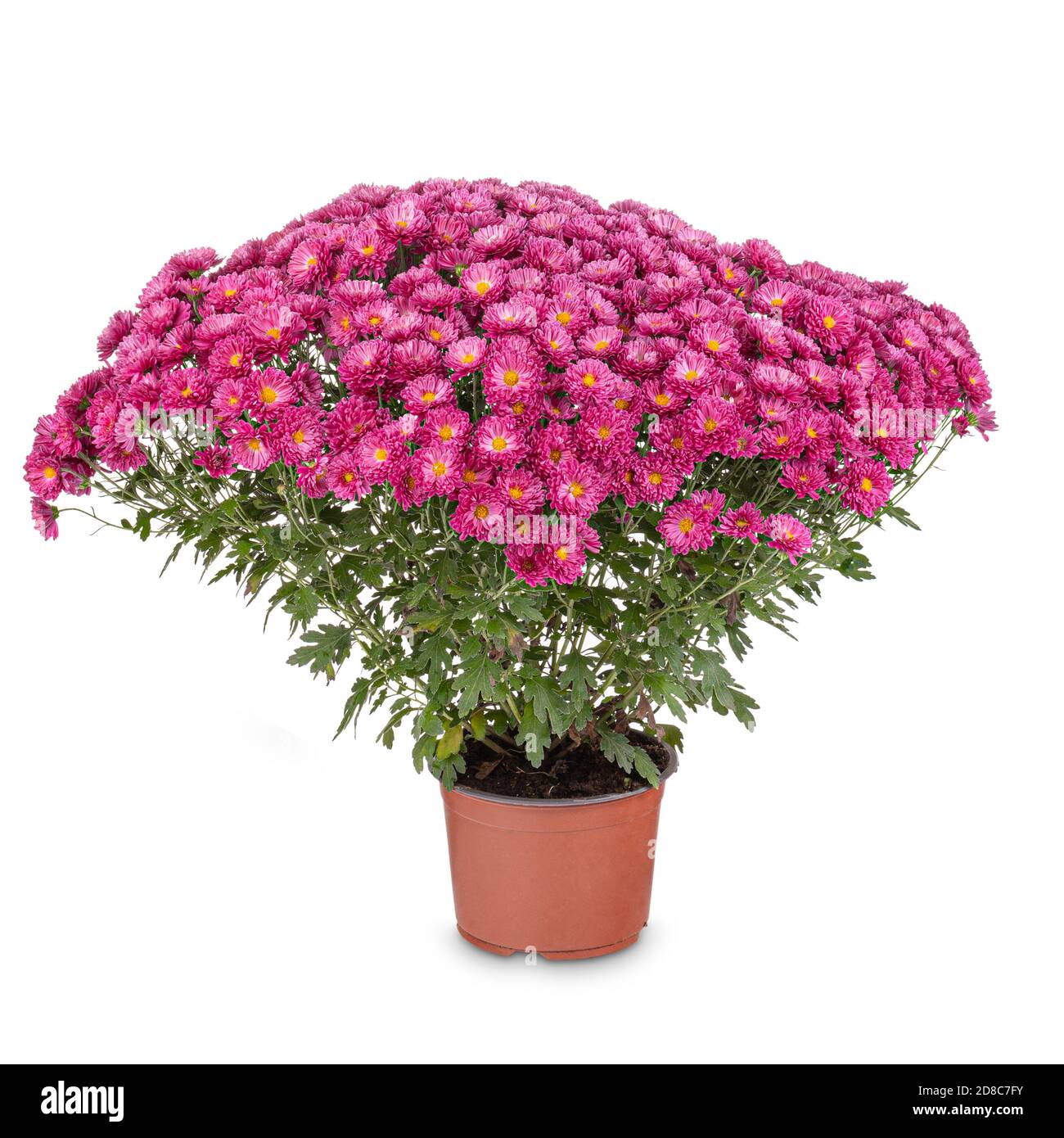 Chrysanthemum plant pot hi-res stock photography and images - Alamy