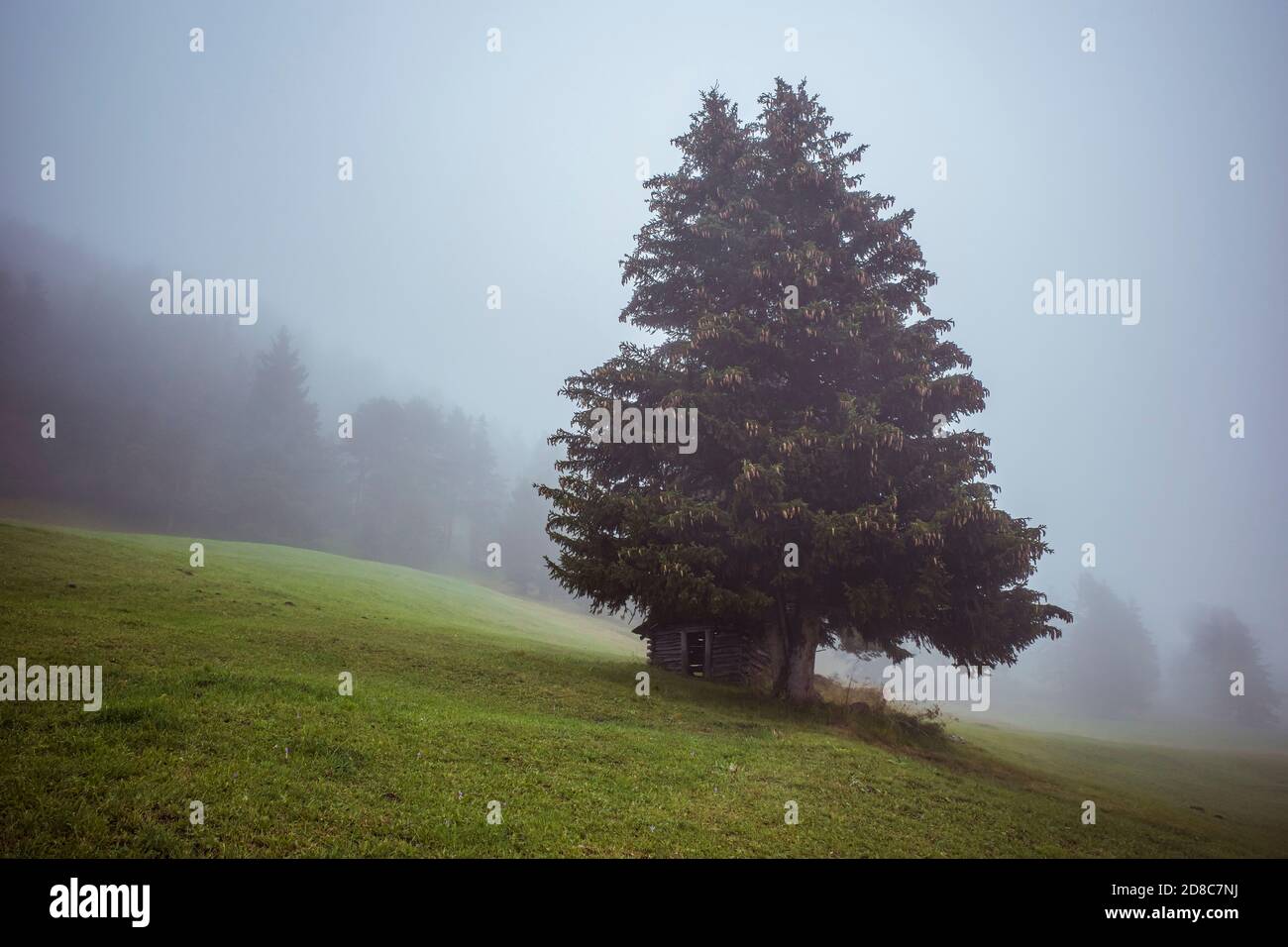 tree and wood hats in the fog Stock Photo - Alamy