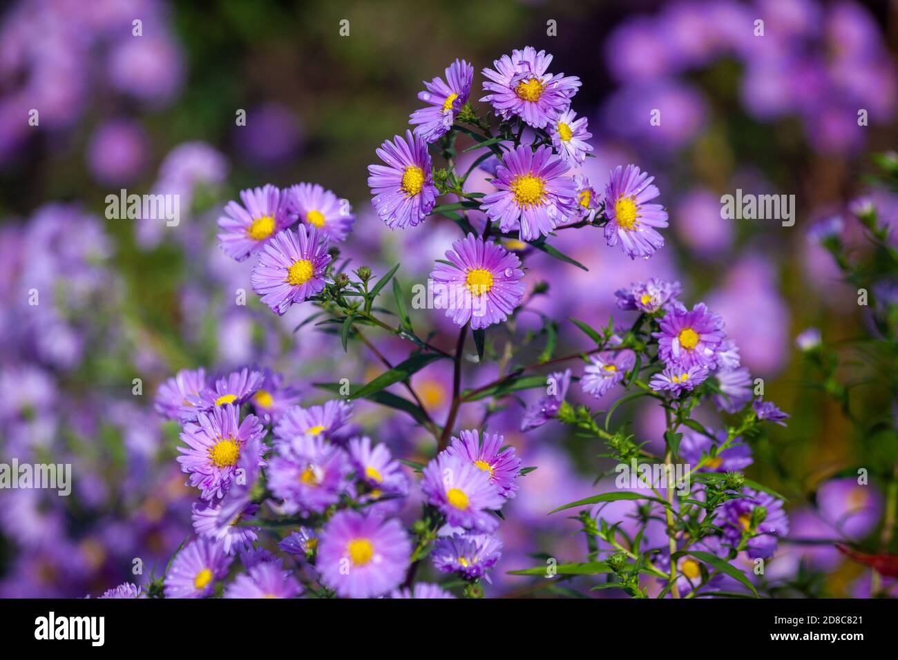 Aster plants flowering during October in Scotland UK Stock Photo - Alamy
