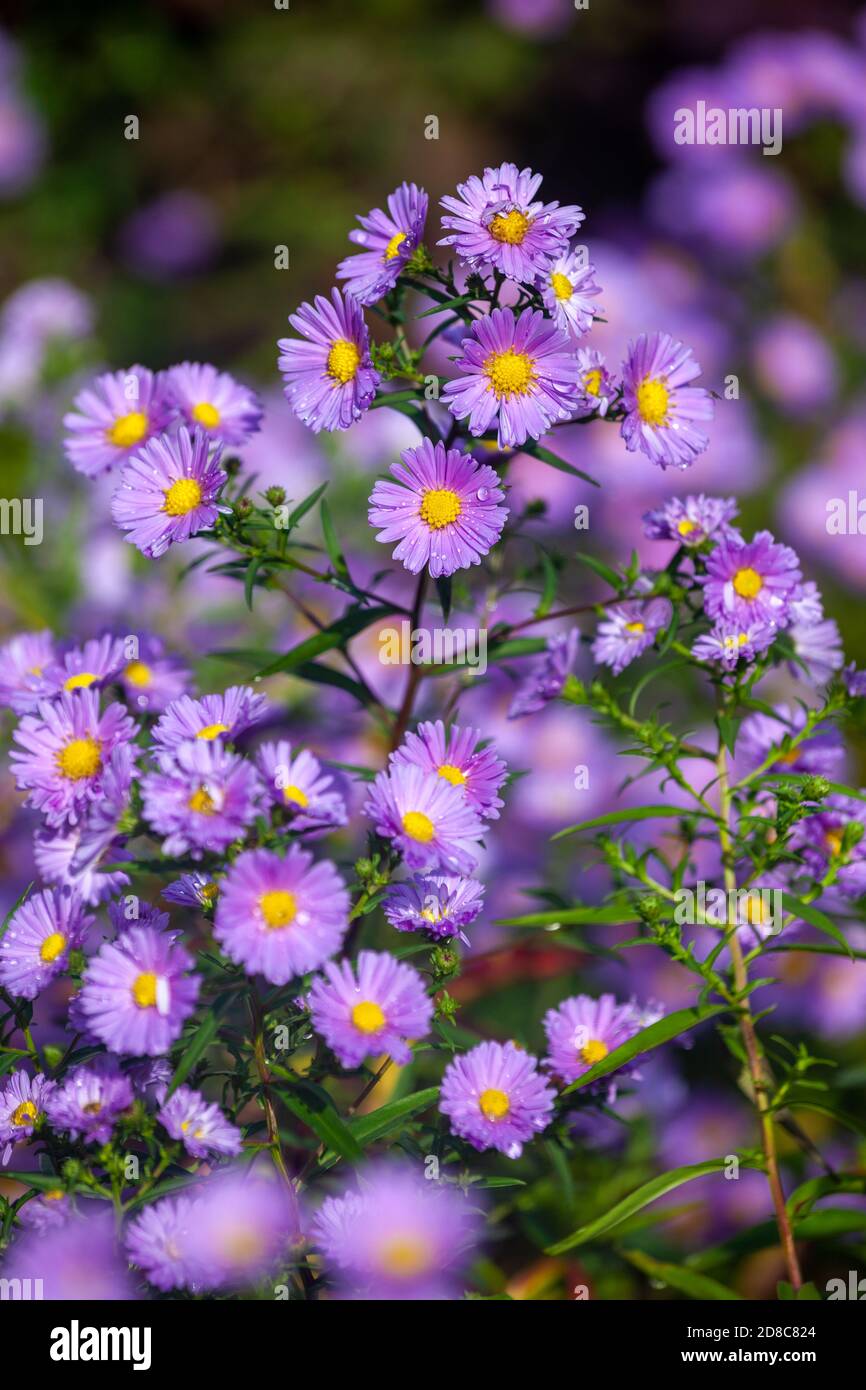 Aster plants hi-res stock photography and images - Alamy