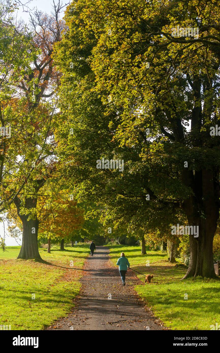 Dog without people hi-res stock photography and images - Alamy