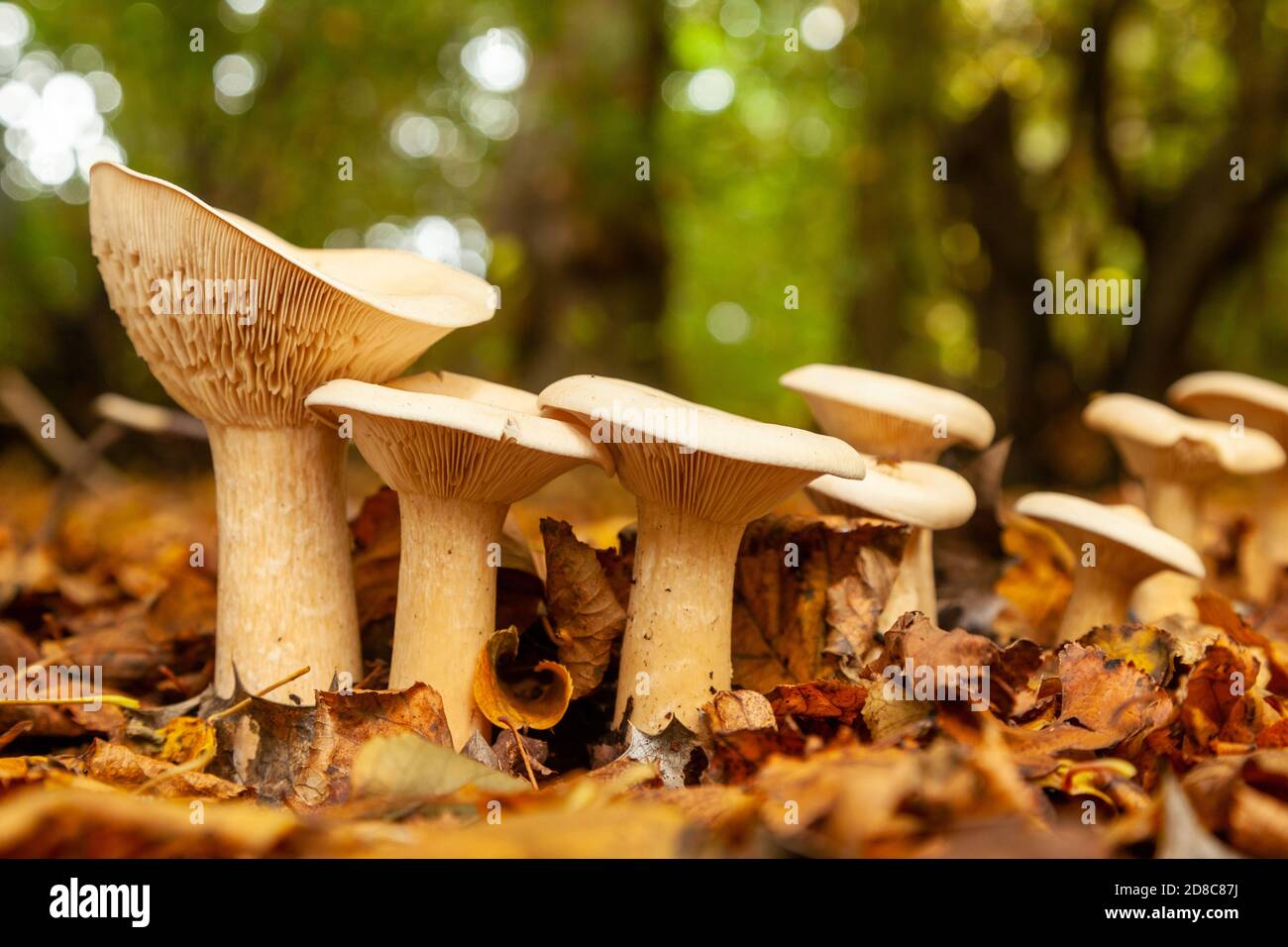 A group of Clitocybe geotropa trooping mushrooms from ground level ...