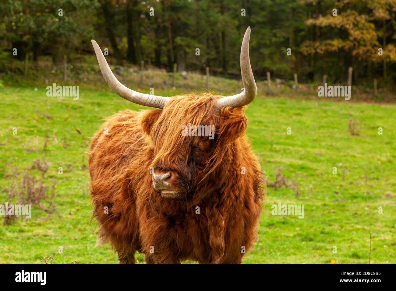 Portrait of a Scottish Highland Cow standing in a field against autumn ...