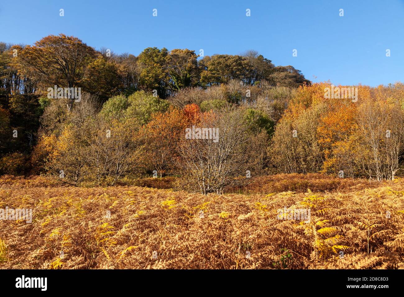 Golden Autumn colours of Bracken in Scotland Stock Photo - Alamy