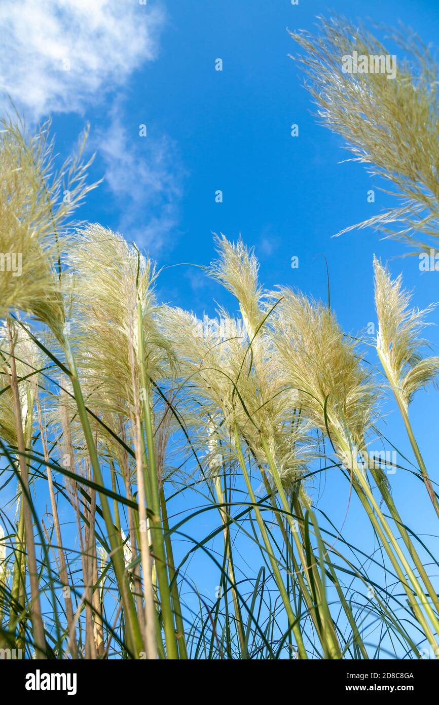 Tall Pampas Grass throngs against a blue sky Stock Photo - Alamy